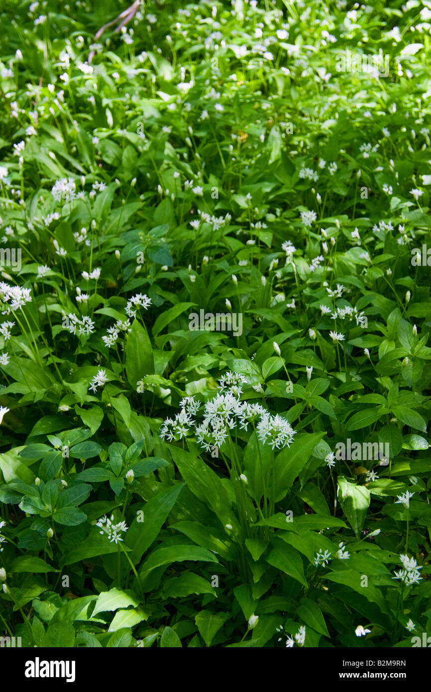 Wild garlic Allium ursinum growing in the woods Stock Photo - Alamy