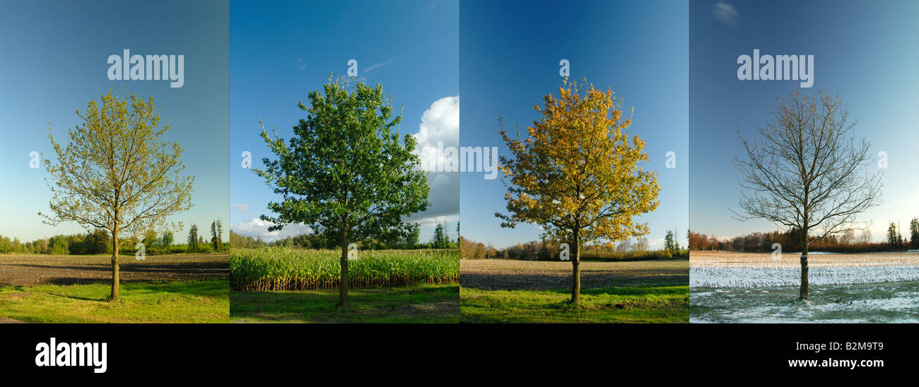 Oak tree (Quercus sp.) in spring, summer, autumn and winter Stock Photo ...