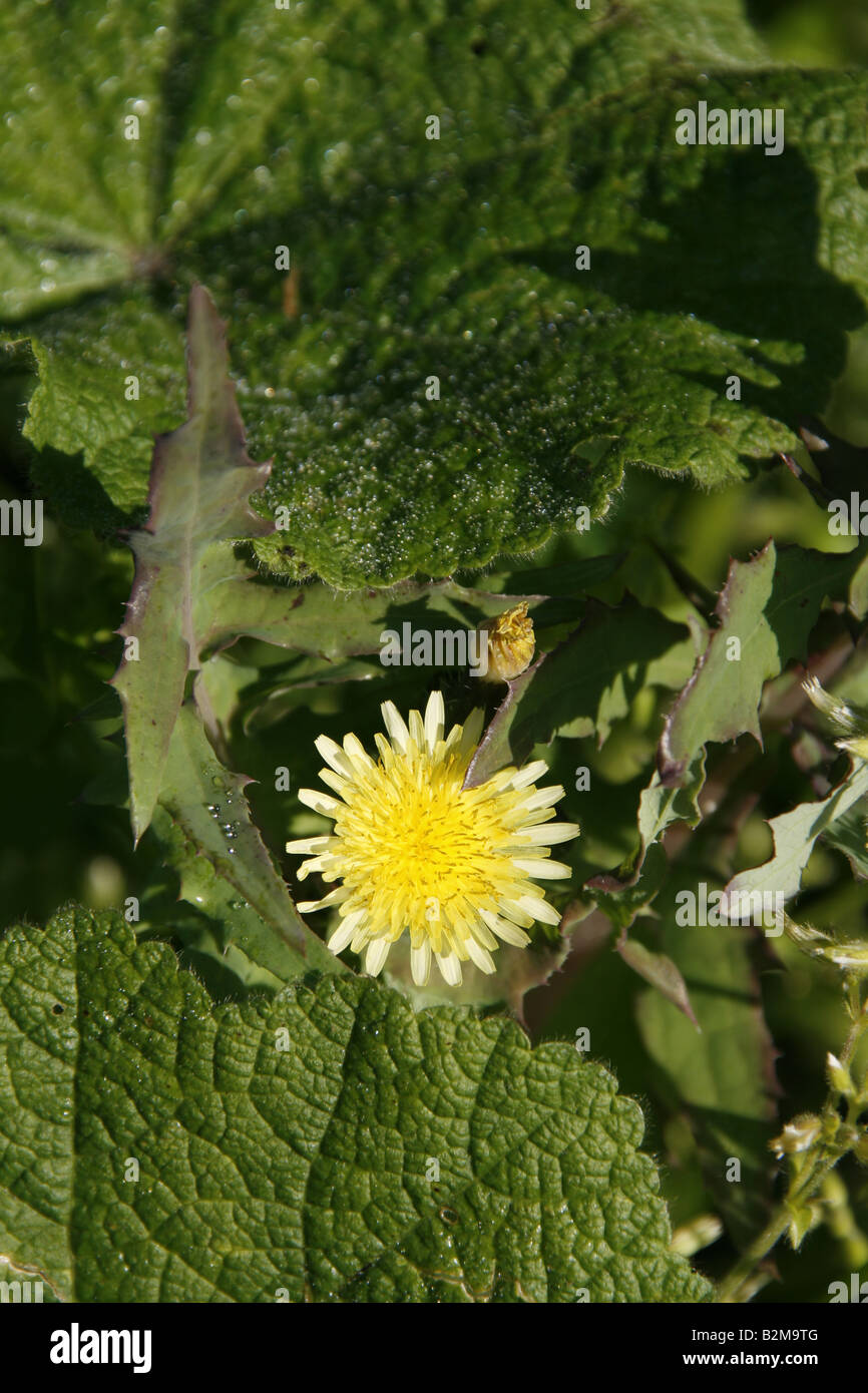 one dandelion type flower in garden field Stock Photo - Alamy