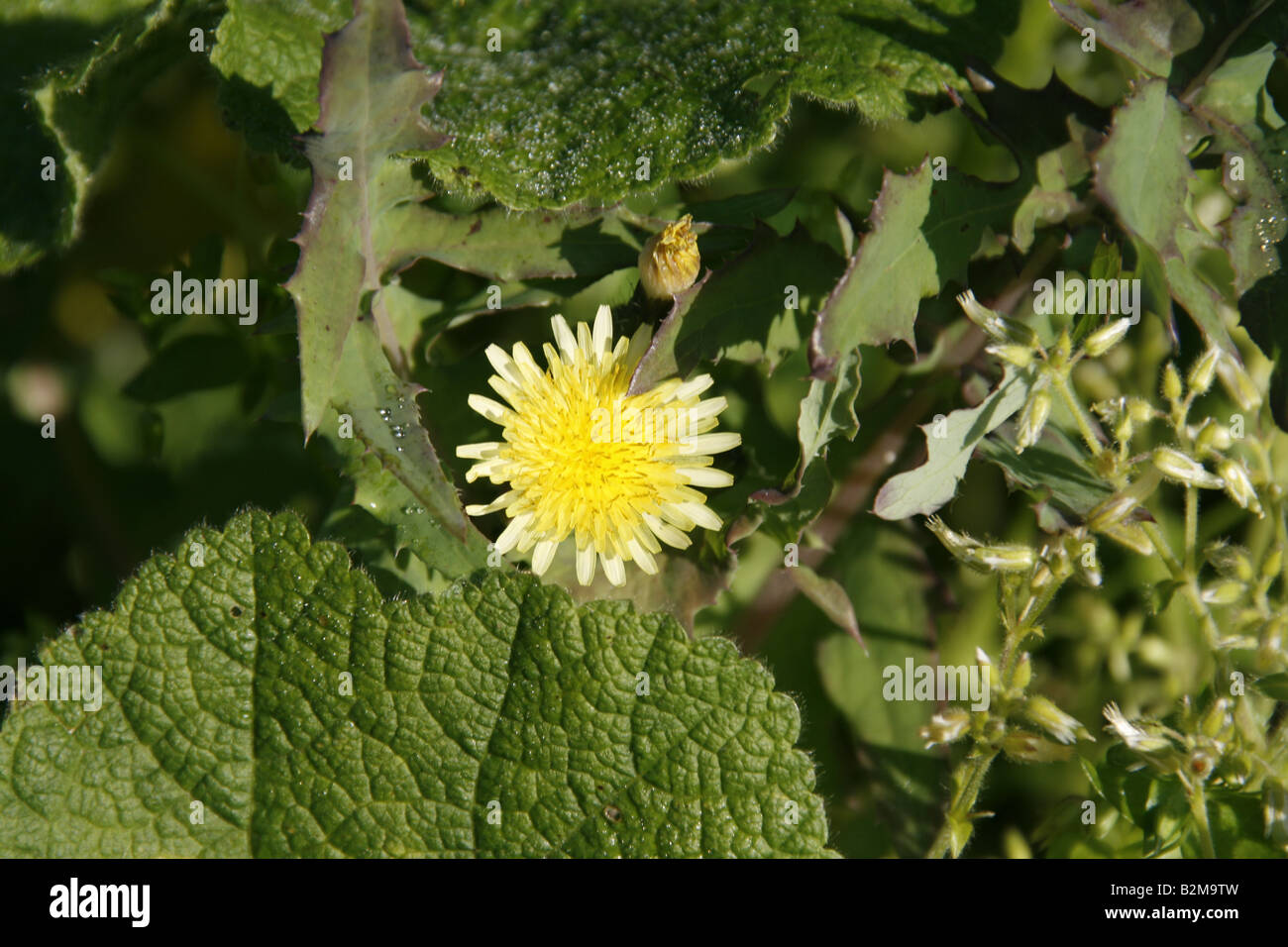 one dandelion type flower in garden field Stock Photo - Alamy