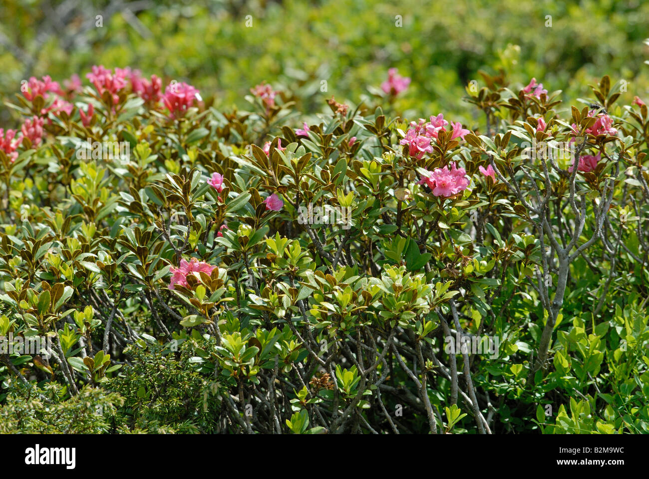 Rusty-leaved Alpenrose (Rhododendron ferrugineum Stock Photo - Alamy