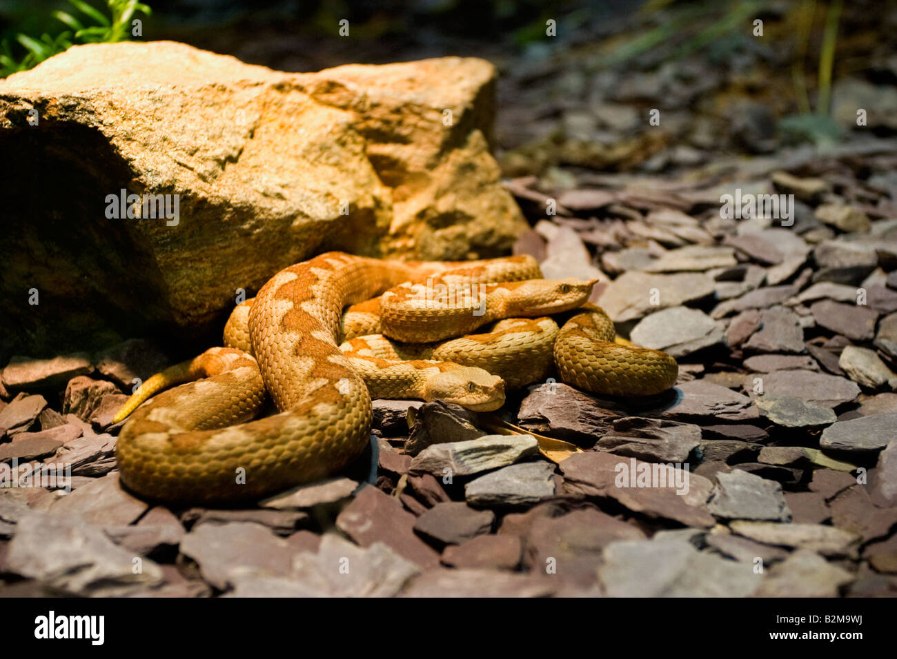 Sand viper Vipera ammodytes Stock Photo - Alamy