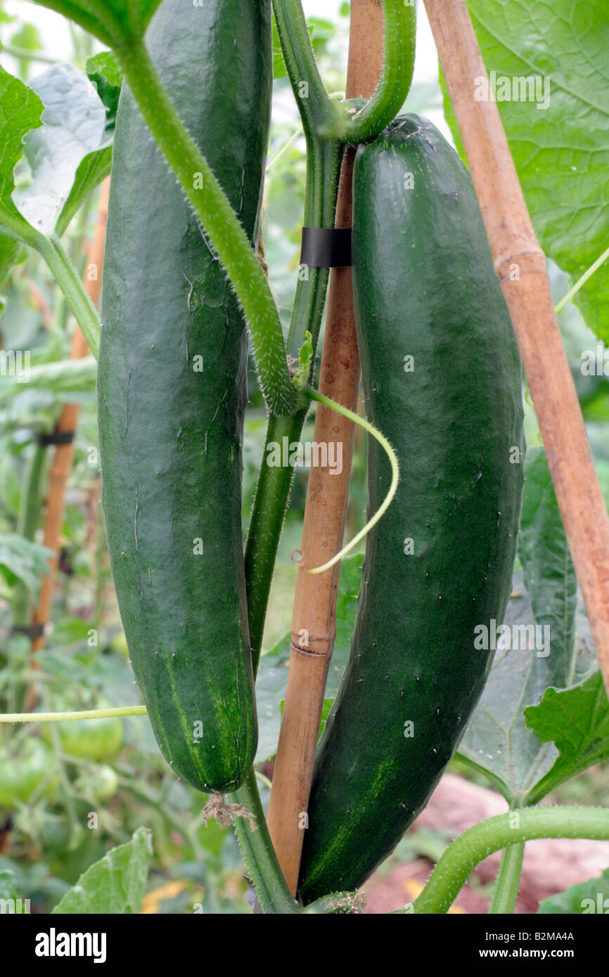 Ridge cucumber hi-res stock photography and images - Alamy