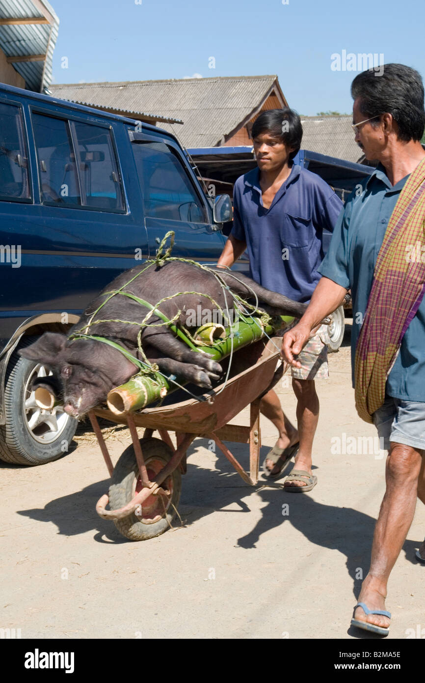 A pig carried away after buying, at the Rantepao's market (Sulawesi ...