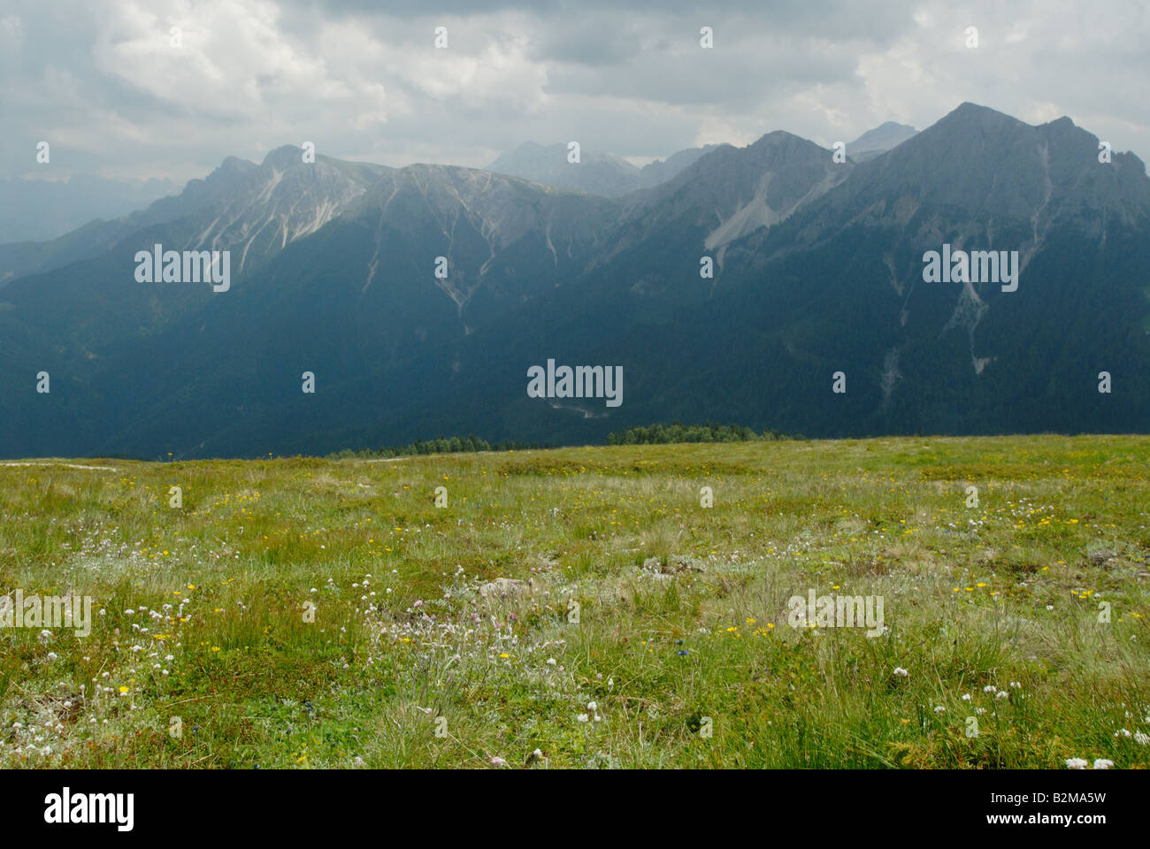 flowering plants above the tree line in the Italian Alps Stock Photo ...