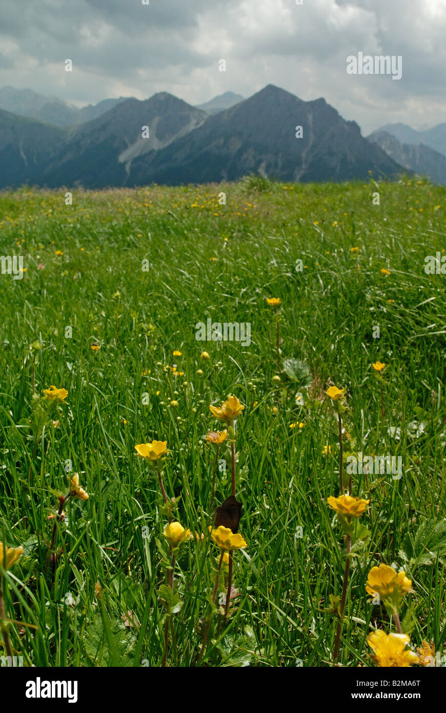 Above tree line hi-res stock photography and images - Alamy