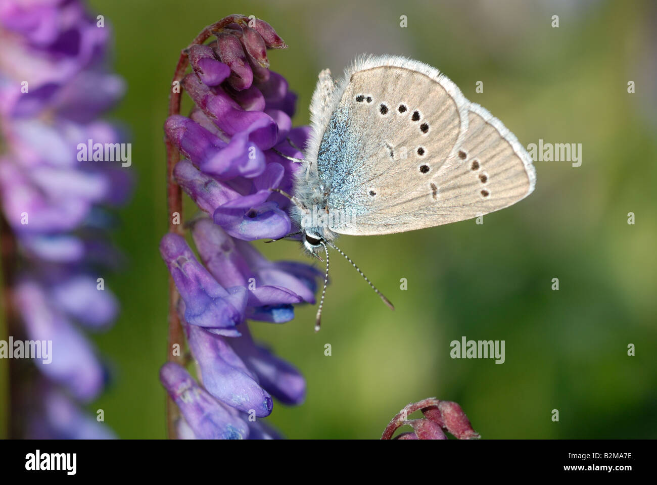 Mazarine blue butterfly hi-res stock photography and images - Alamy