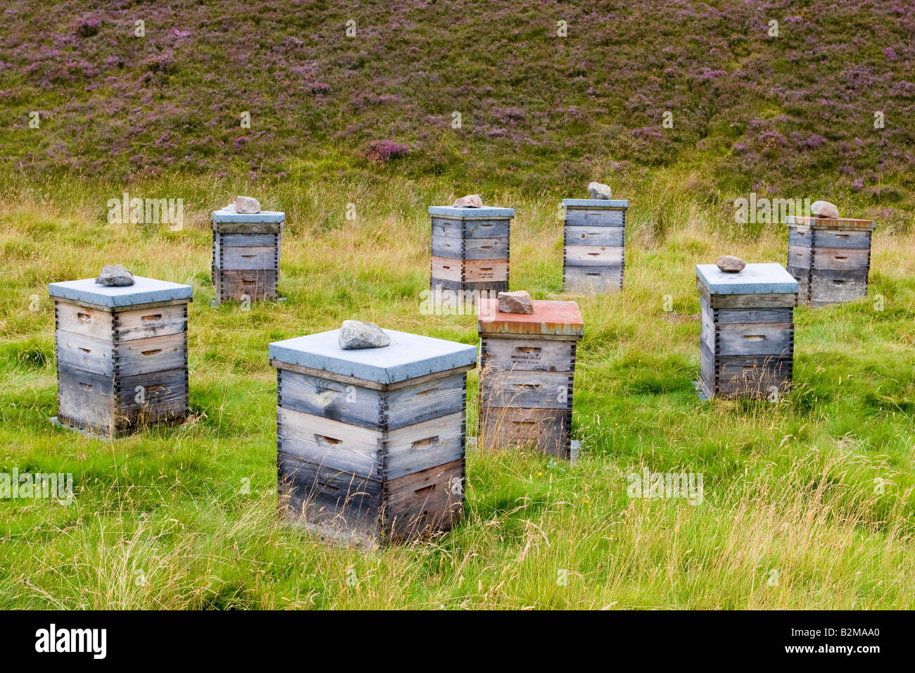 Scottish heather honey bees harvest the nectar from wild heather ...