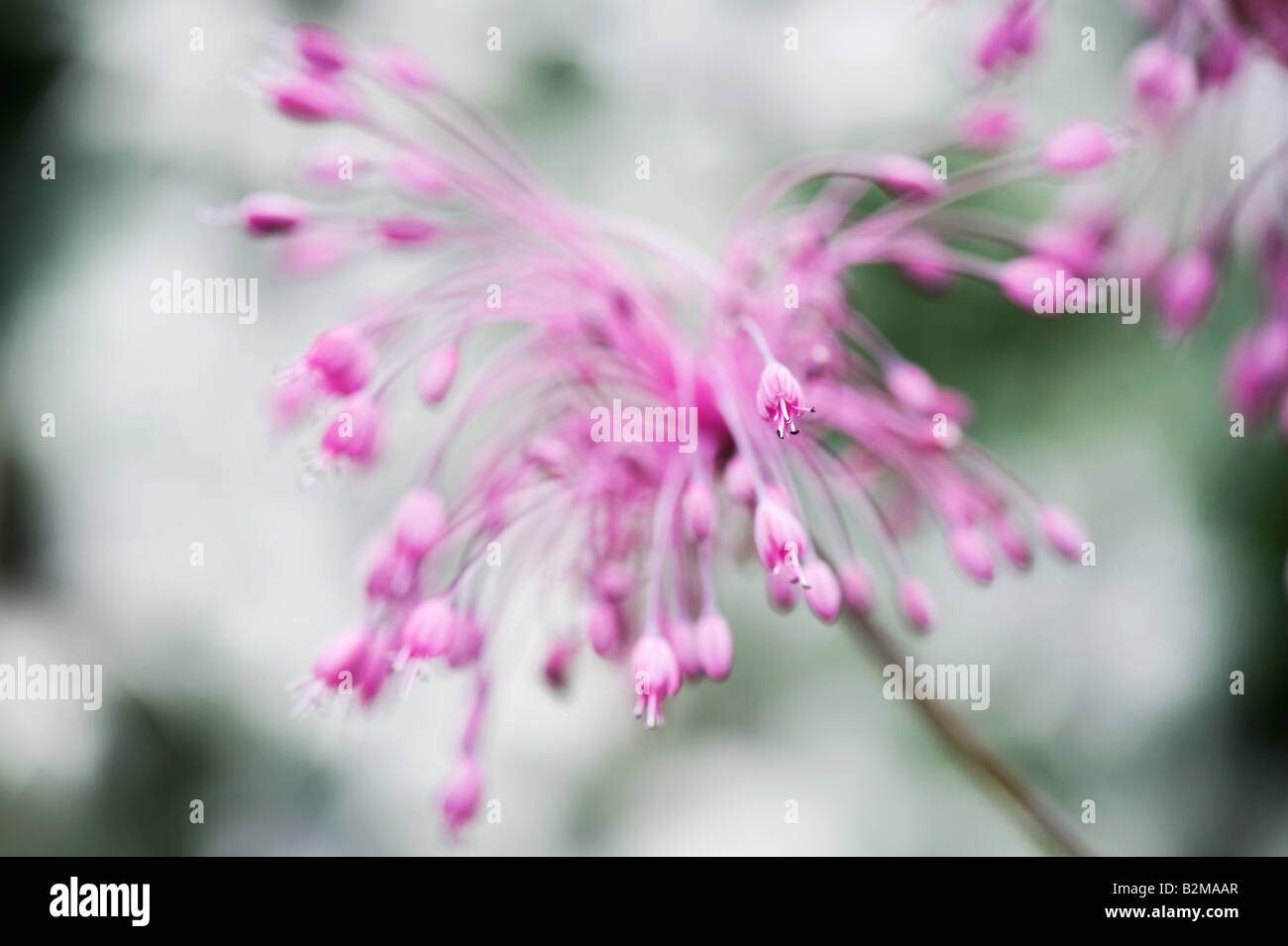 Allium carinatum subsp. pulchellum. Keeled garlic flowers. Selective ...