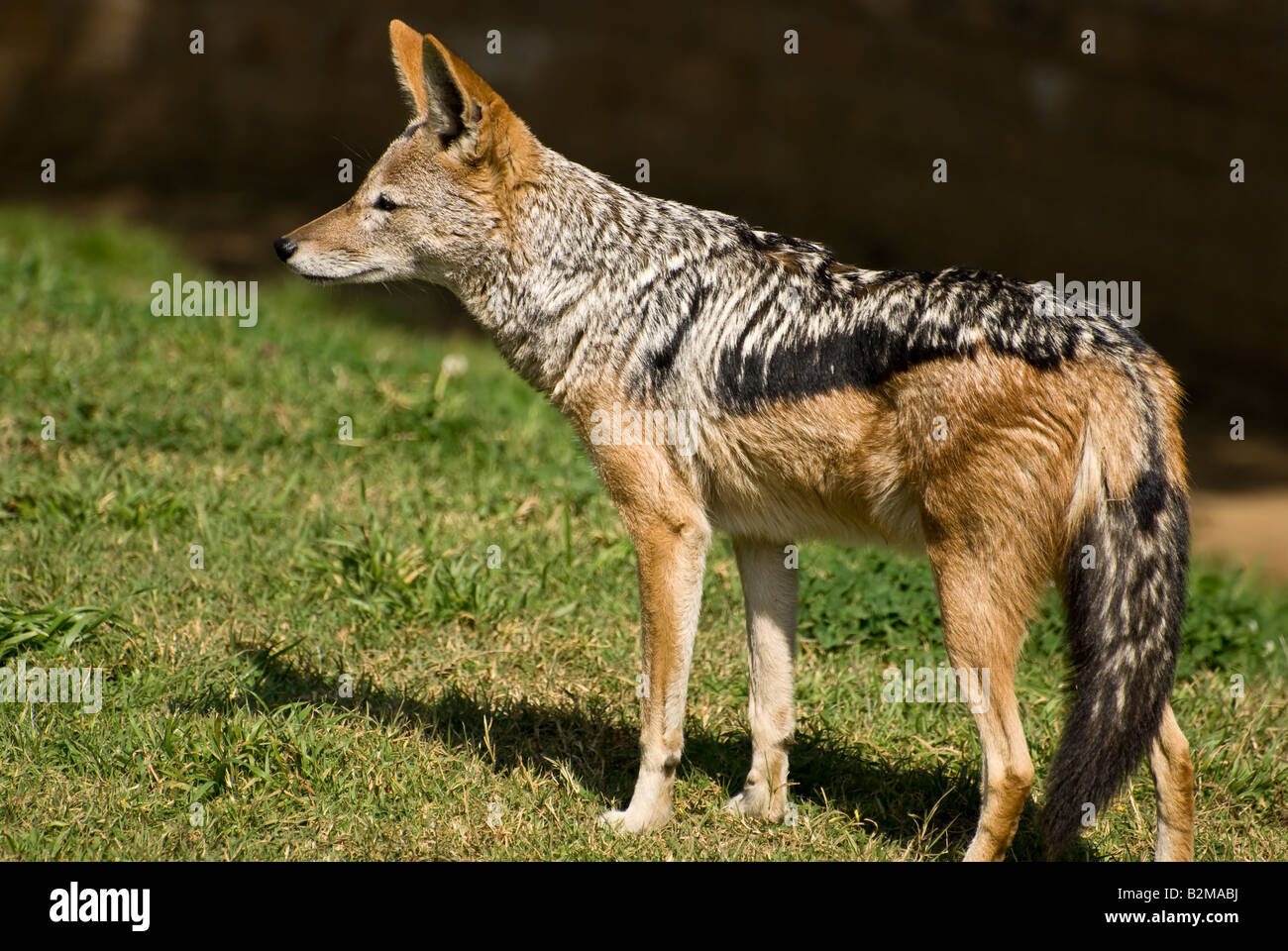 Predator black and hi-res stock photography and images - Alamy