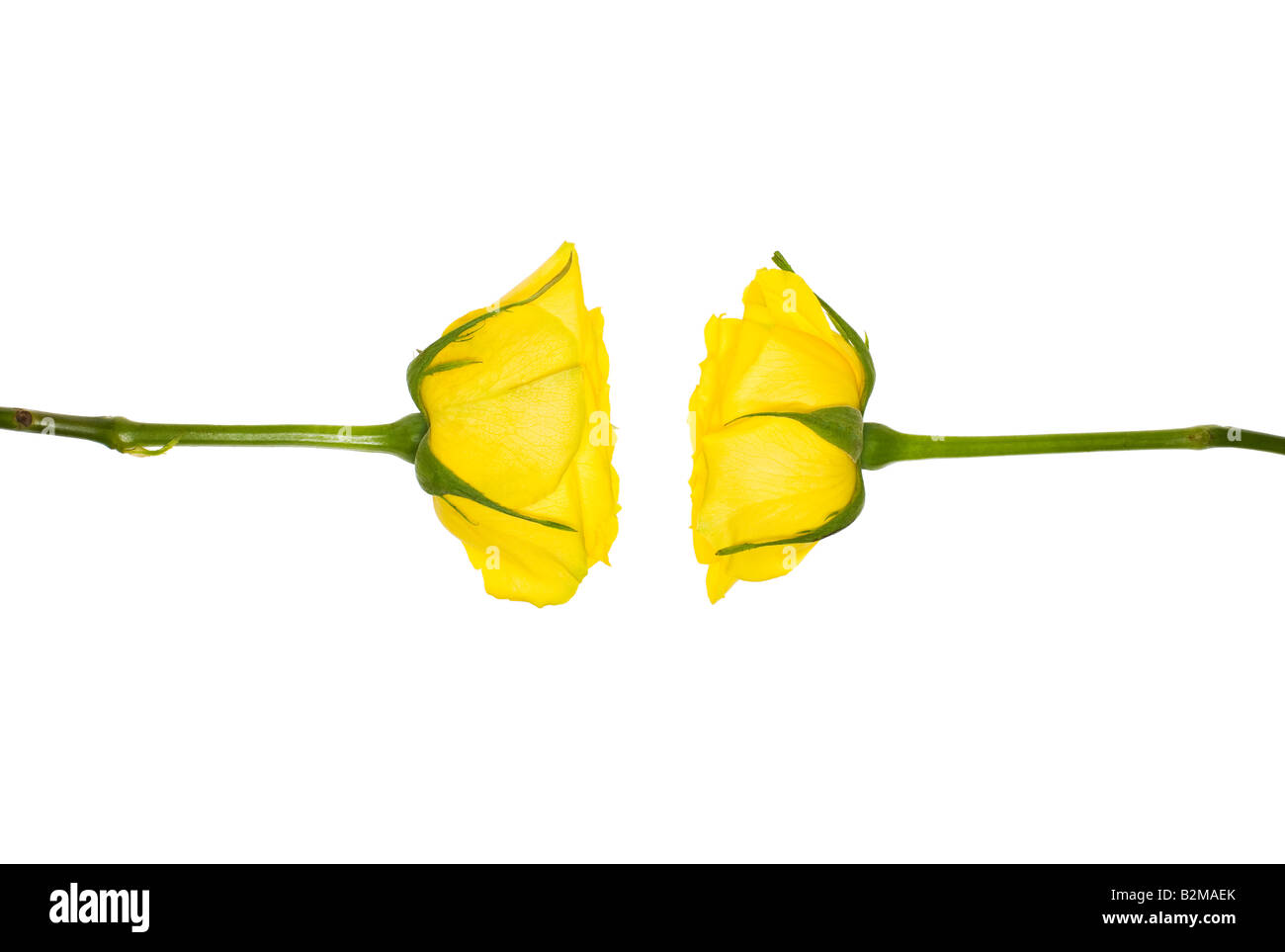 Two yellow roses facing each other Stock Photo - Alamy