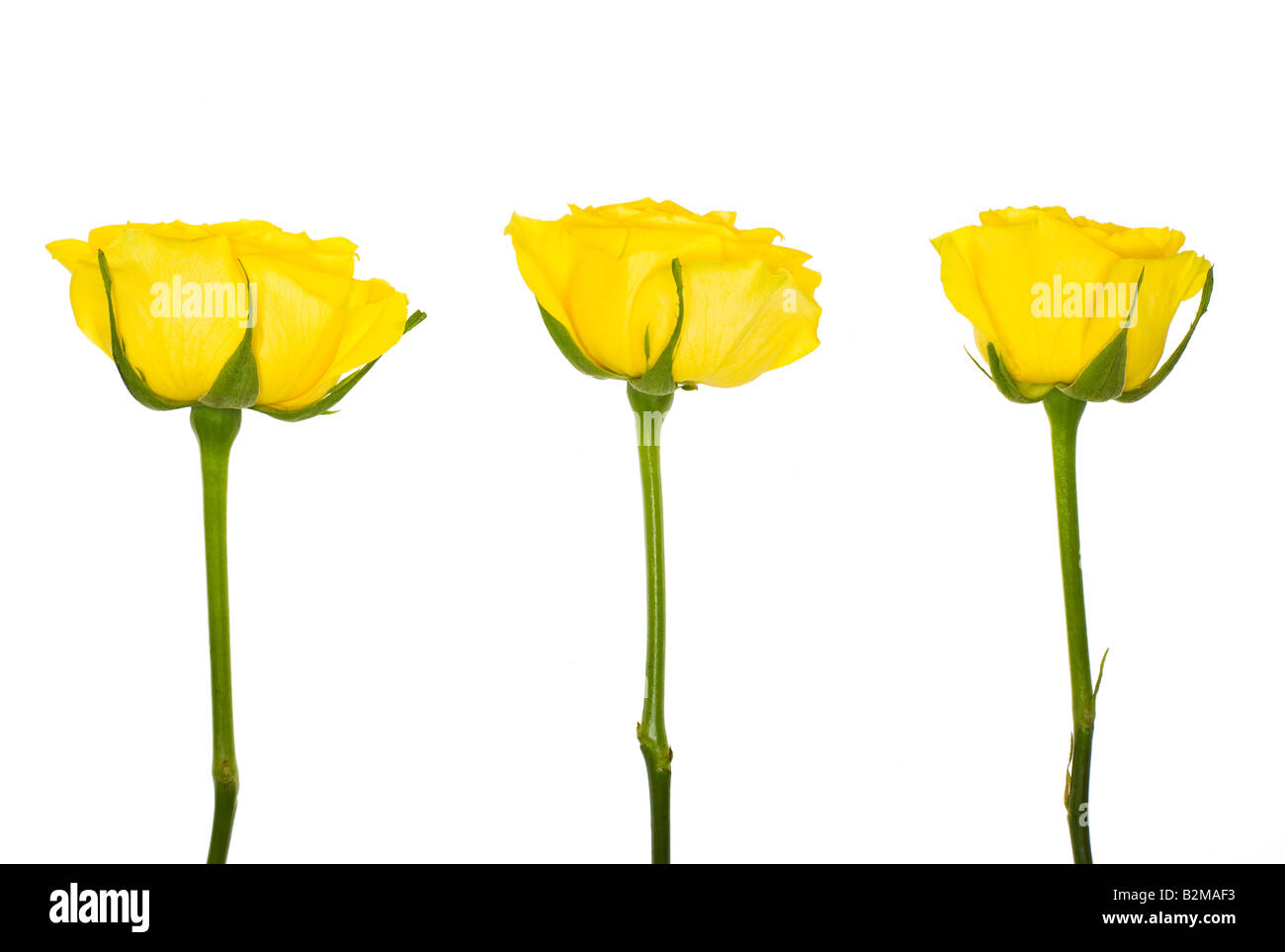 Three petal flower hi-res stock photography and images - Alamy