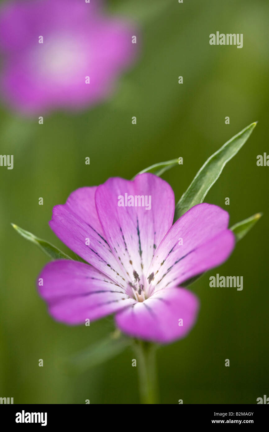 Common corncockle hi-res stock photography and images - Alamy
