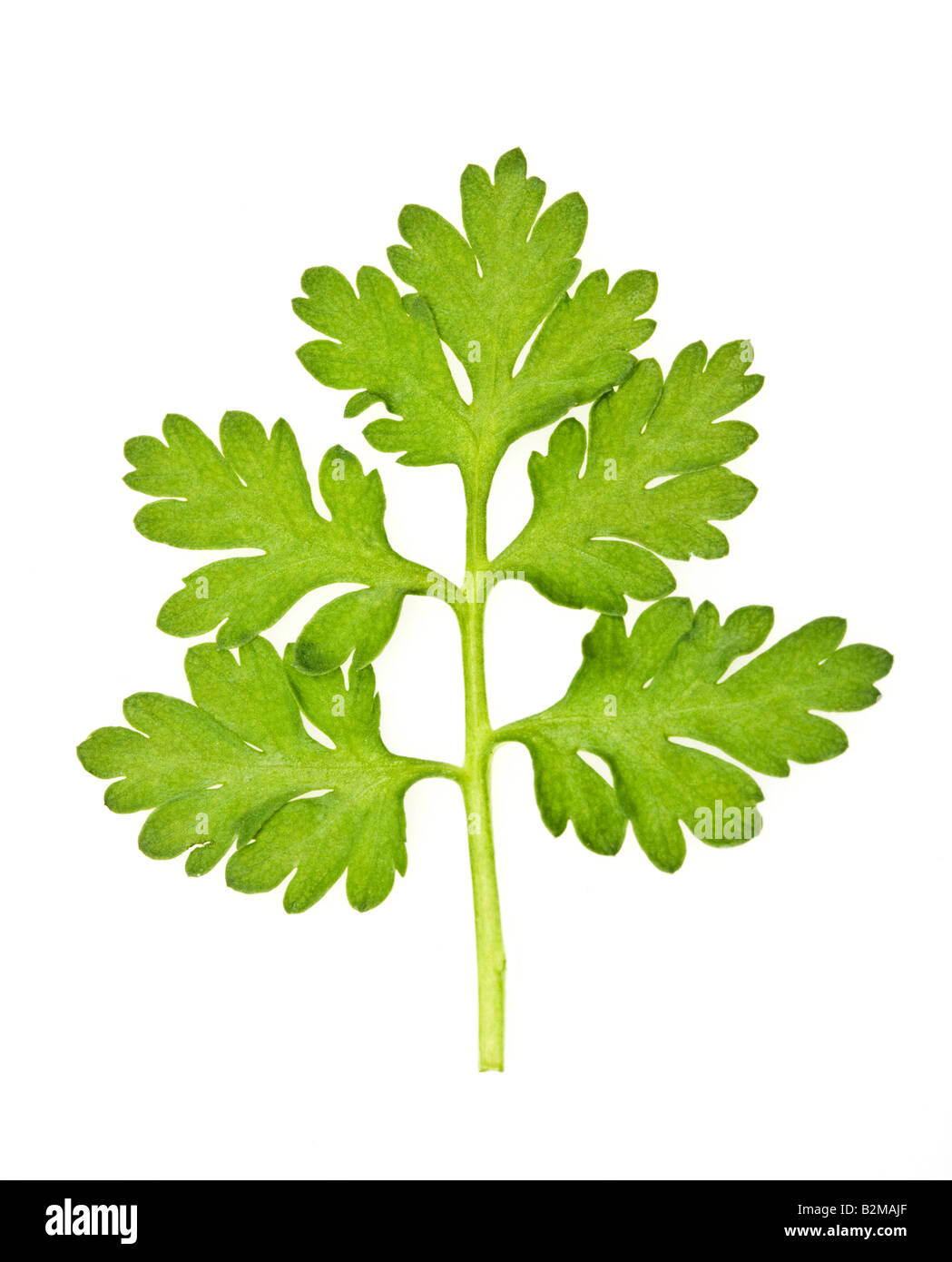 Feverfew Tanacetum parthenium Stock Photo - Alamy