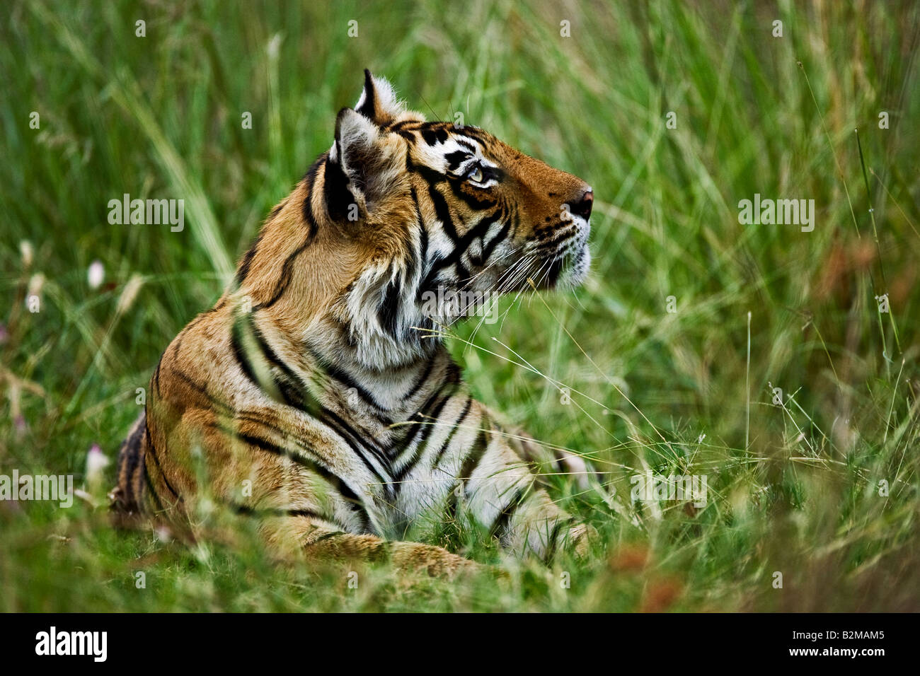 Thinking tiger hi-res stock photography and images - Alamy