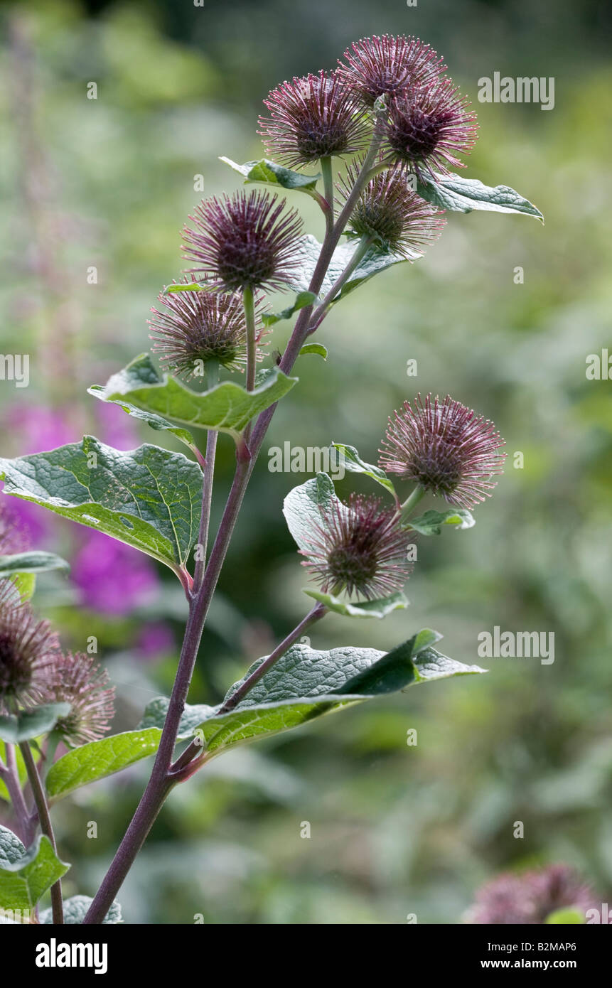 Greater Burdock Flowers Stock Photo - Alamy