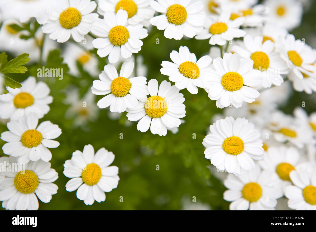 Many white and yellow flowers of feverfew hi-res stock photography and ...