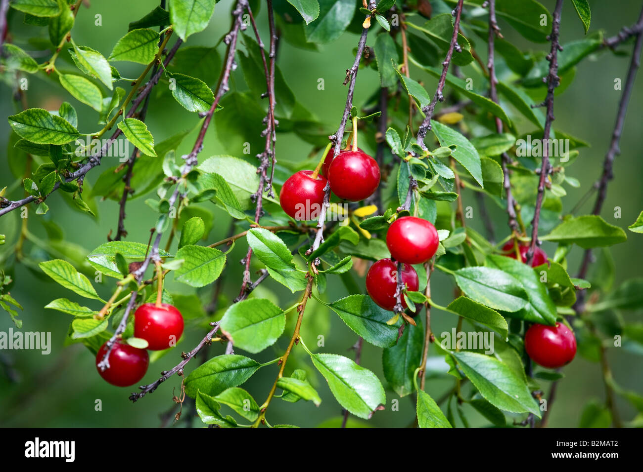 Ripe cherry at the tree Stock Photo - Alamy