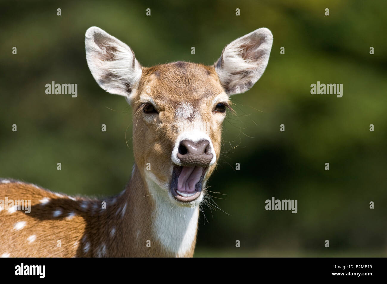 Talking deer hi-res stock photography and images - Alamy