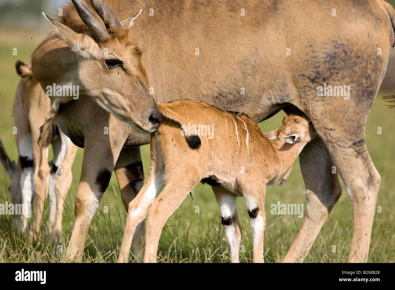 Female Eland and young calf Stock Photo - Alamy