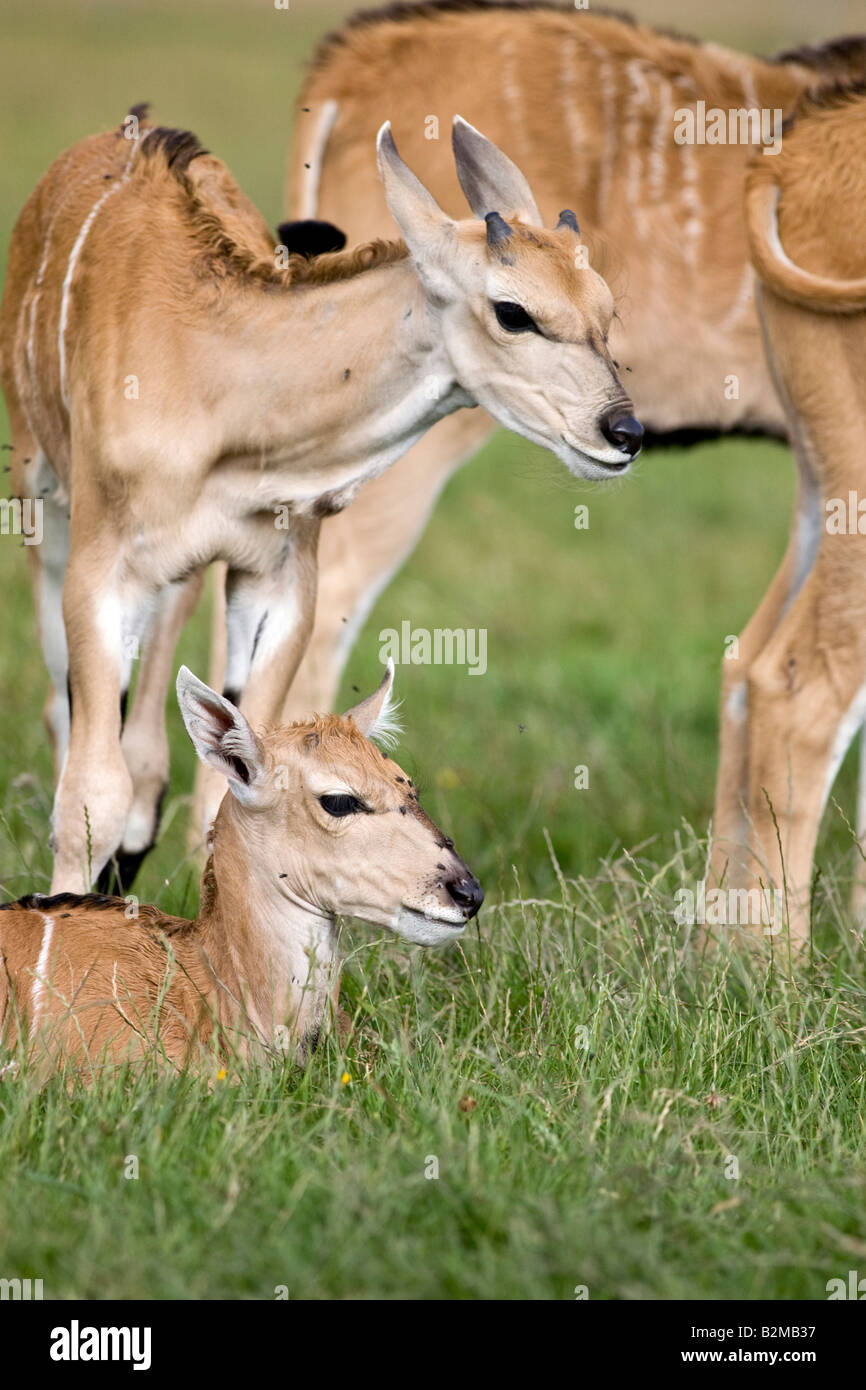 Young Eland Calves Stock Photo - Alamy