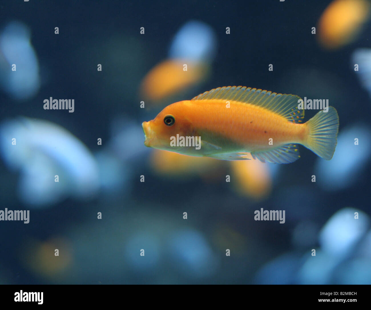 Cichlidae cichlid hi-res stock photography and images - Alamy