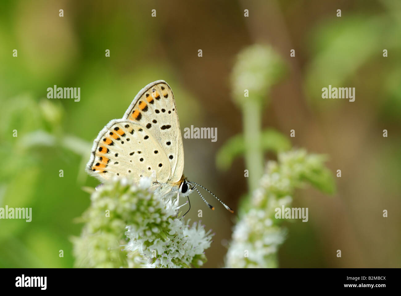 Sooty Copper (Lycaena tityrus Stock Photo - Alamy