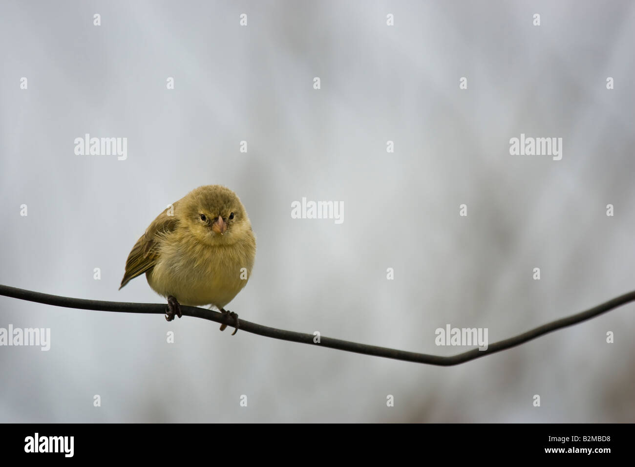 Darwin's Finche Medium Tree Finch Stock Photo - Alamy