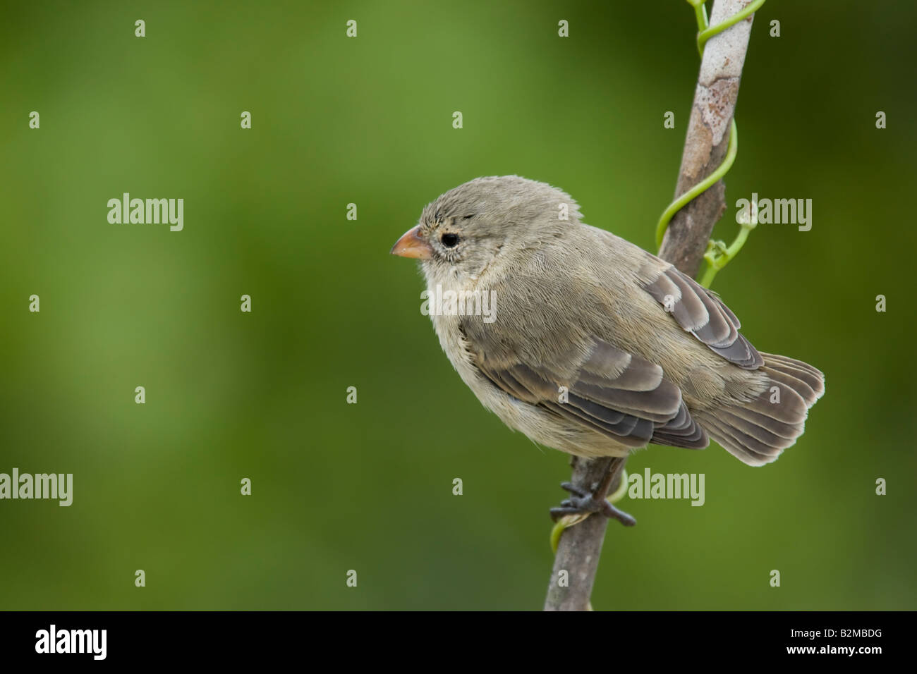 Darwin's Finches Medium Tree Finch Stock Photo - Alamy