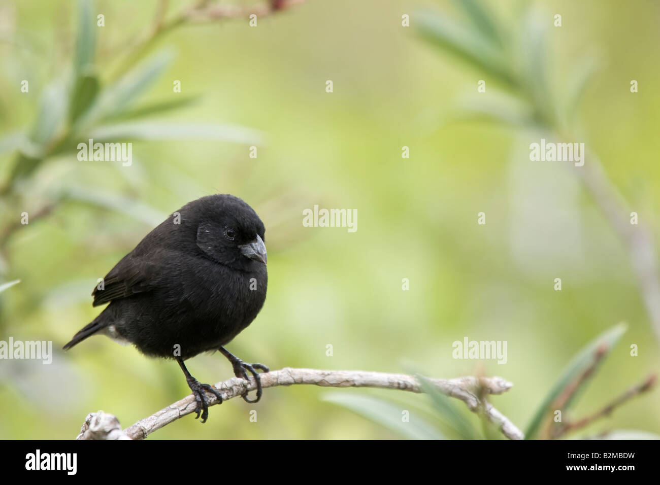 Darwin's finches hi-res stock photography and images - Alamy
