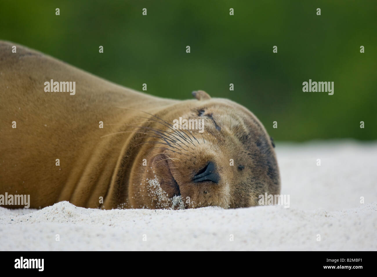 Galapagos Sea Lion Stock Photo - Alamy