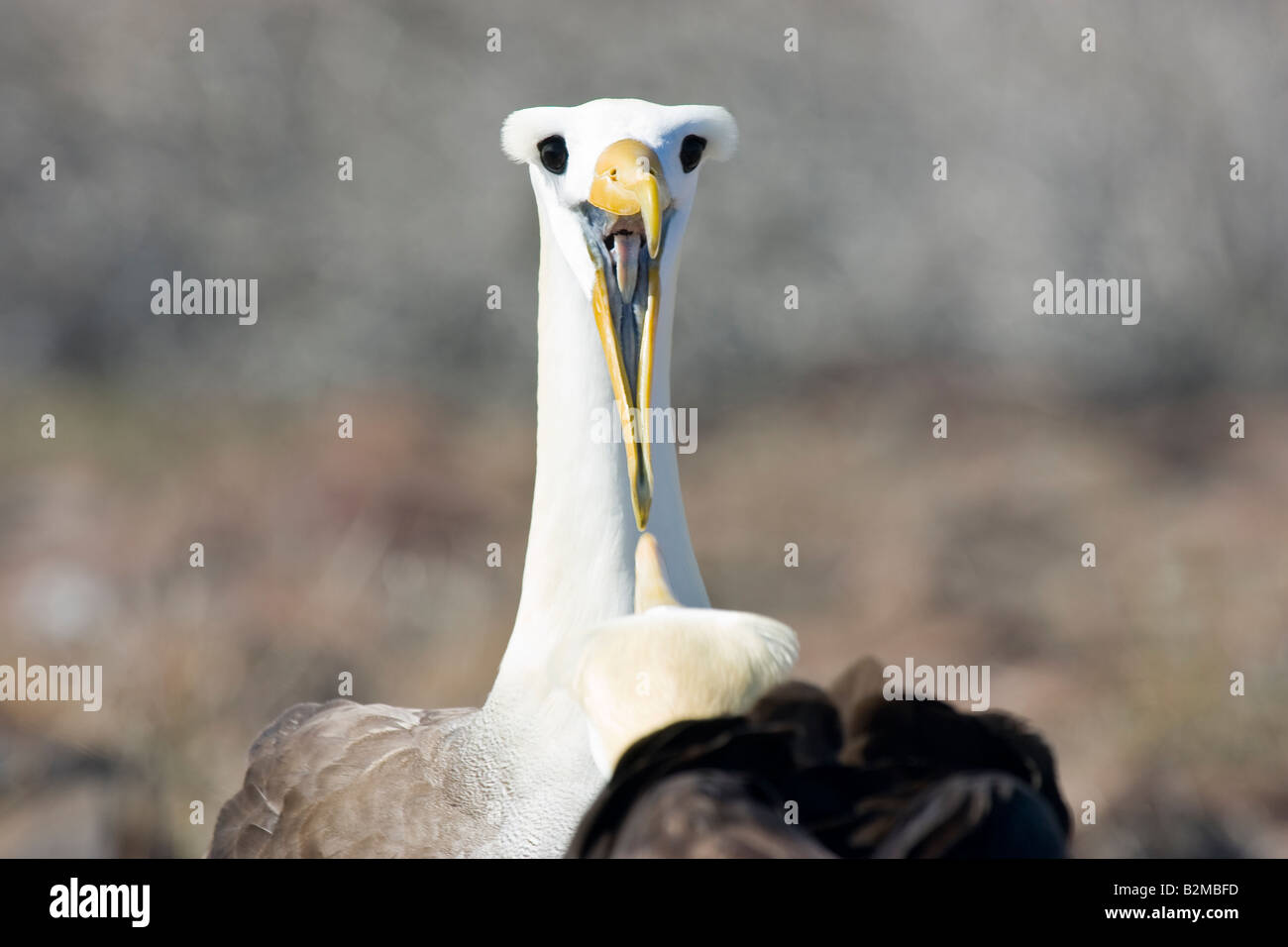 Waved albatrosses hi-res stock photography and images - Alamy