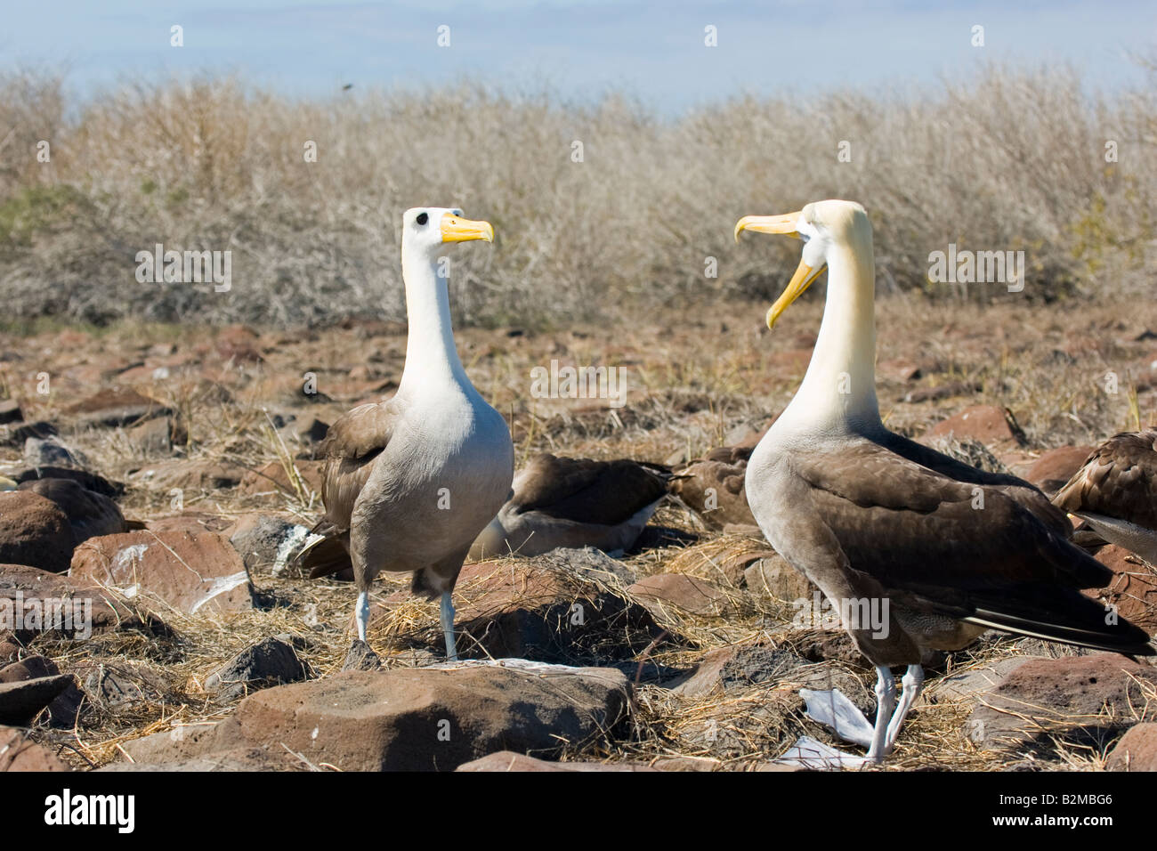 Waved albatrosses hi-res stock photography and images - Alamy