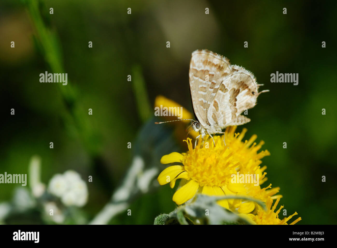 Geranium Bronze (Cacyreus marshalli Stock Photo - Alamy