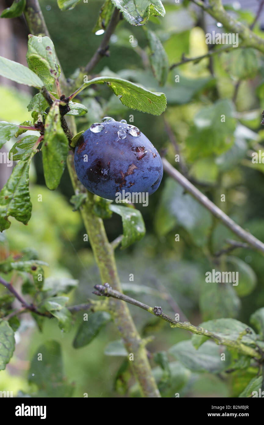 Damson plum hi-res stock photography and images - Alamy