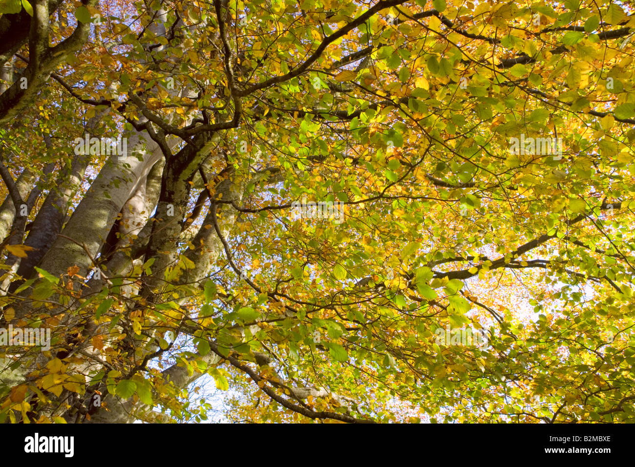 Beech tree scotland hi-res stock photography and images - Alamy