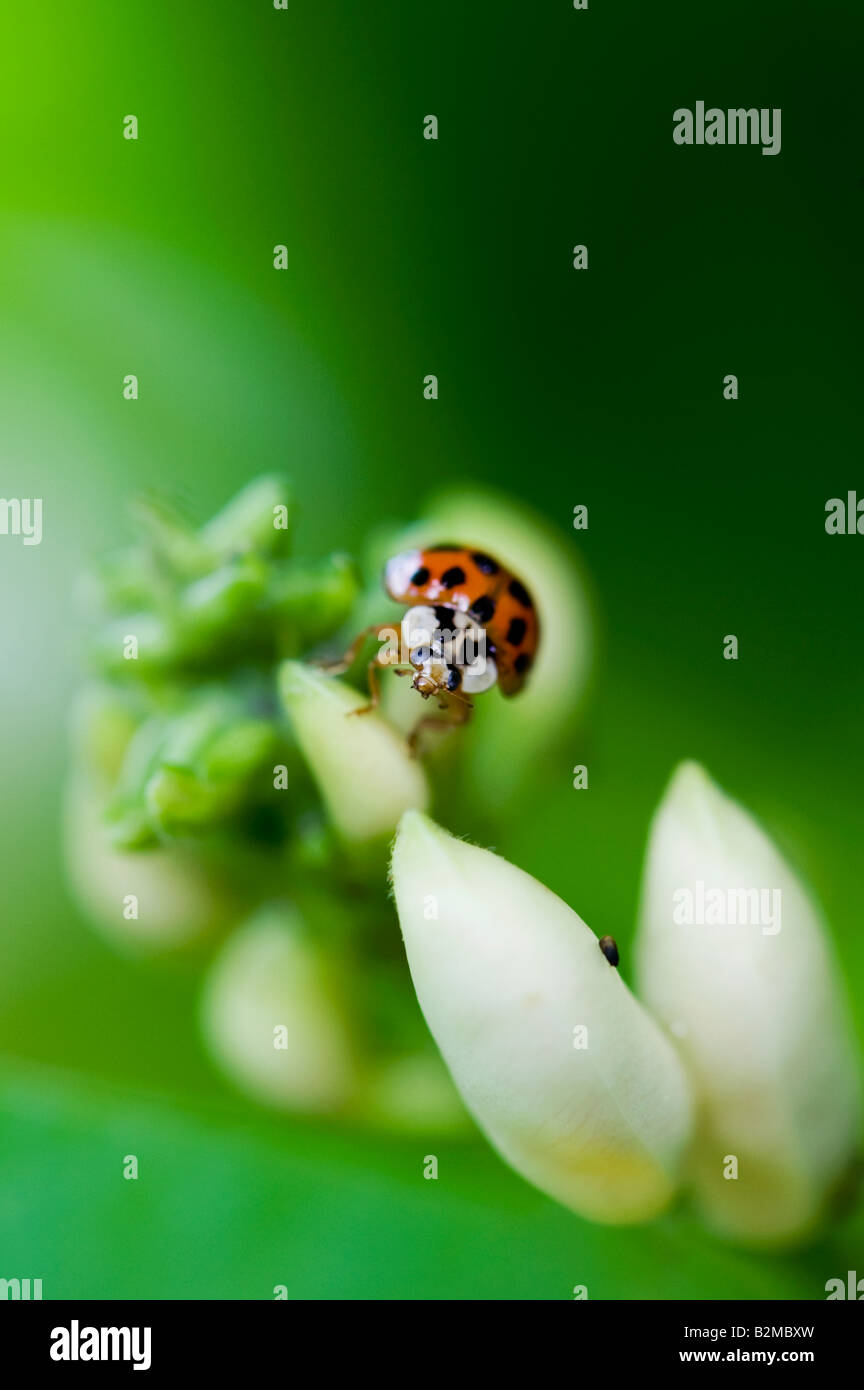 Ladybirds aphids uk hi-res stock photography and images - Alamy