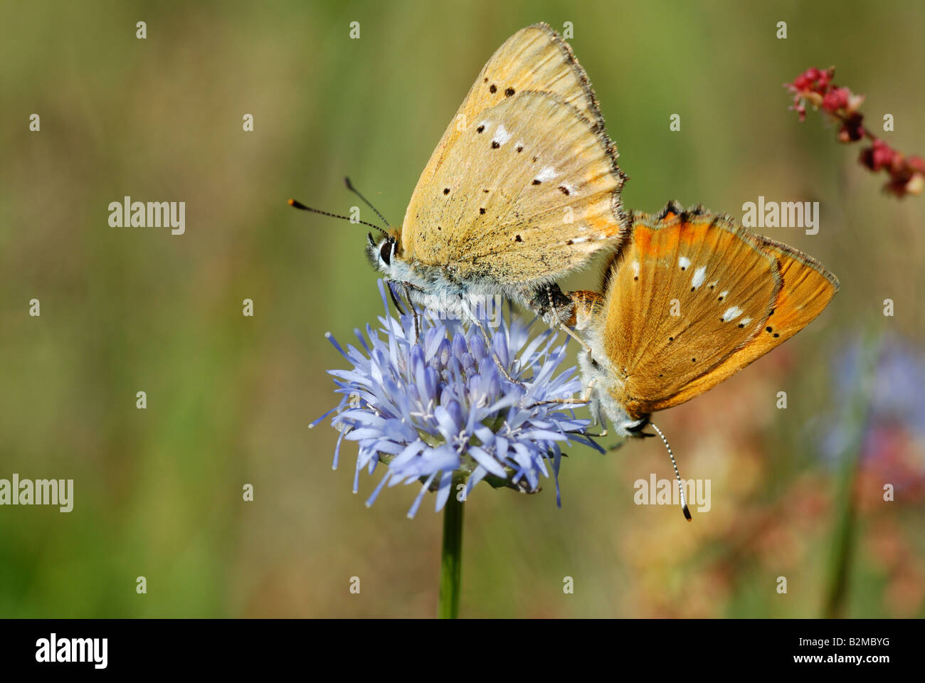 Scarce copper hi-res stock photography and images - Alamy