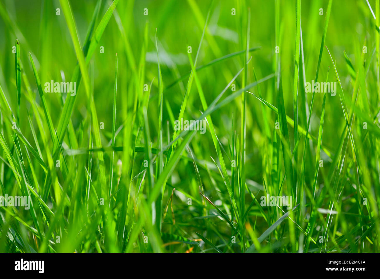 Long green sunlit meadow grass UK Stock Photo - Alamy