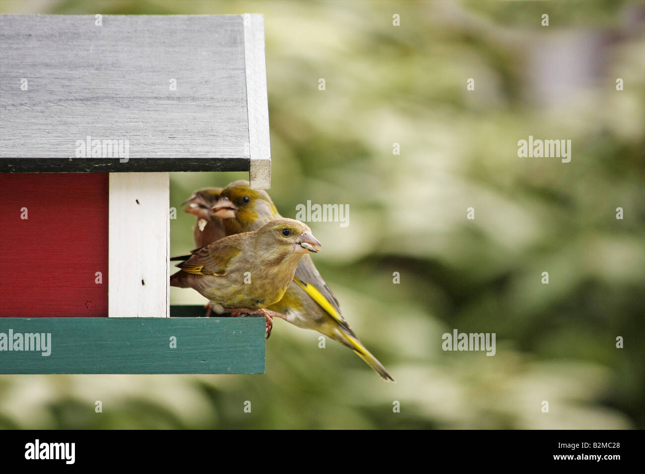 European Greenfinch, Carduelis chloris, eating seeds in the winter ...