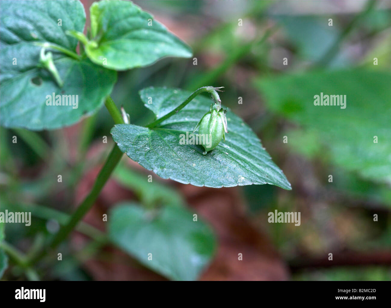 Seed head of Common Dog Violet Viola riviniana Stock Photo - Alamy
