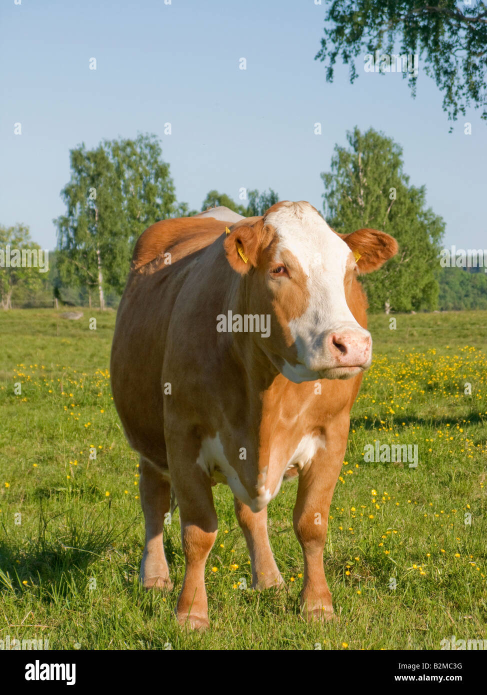 Cow in a field in Sweden Stock Photo - Alamy