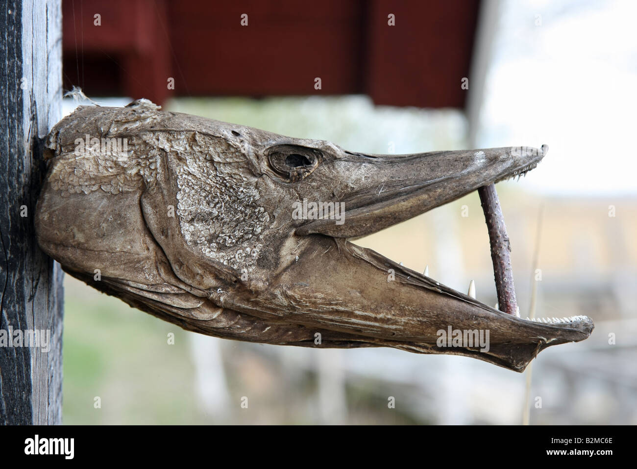 Dried head of a Pike on a wall, as a trophy Stock Photo - Alamy