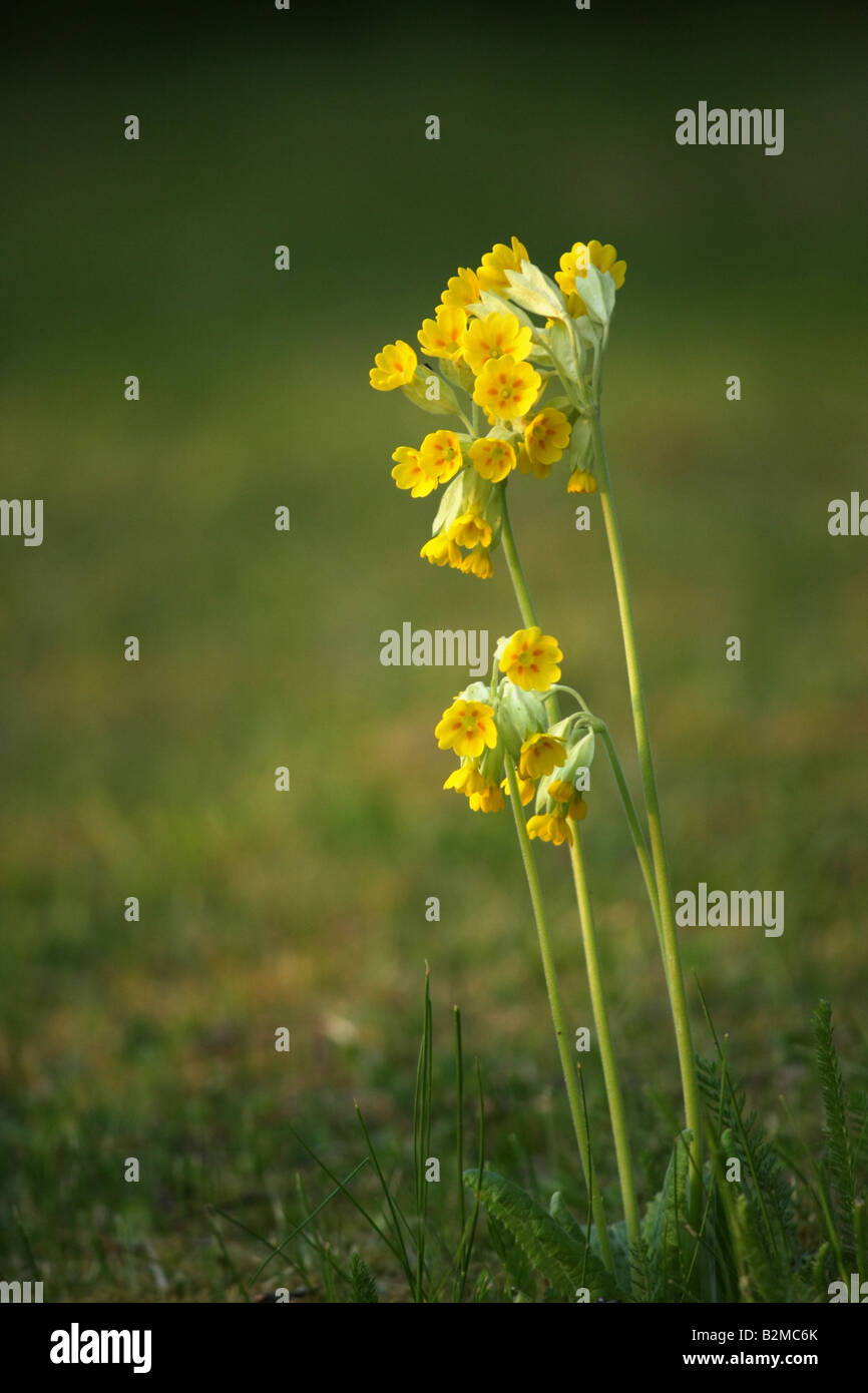 Cowslip veris hi-res stock photography and images - Alamy