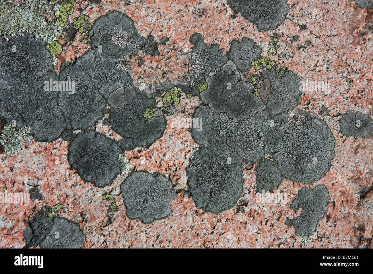 Dark gray lichen on red rock Stock Photo - Alamy