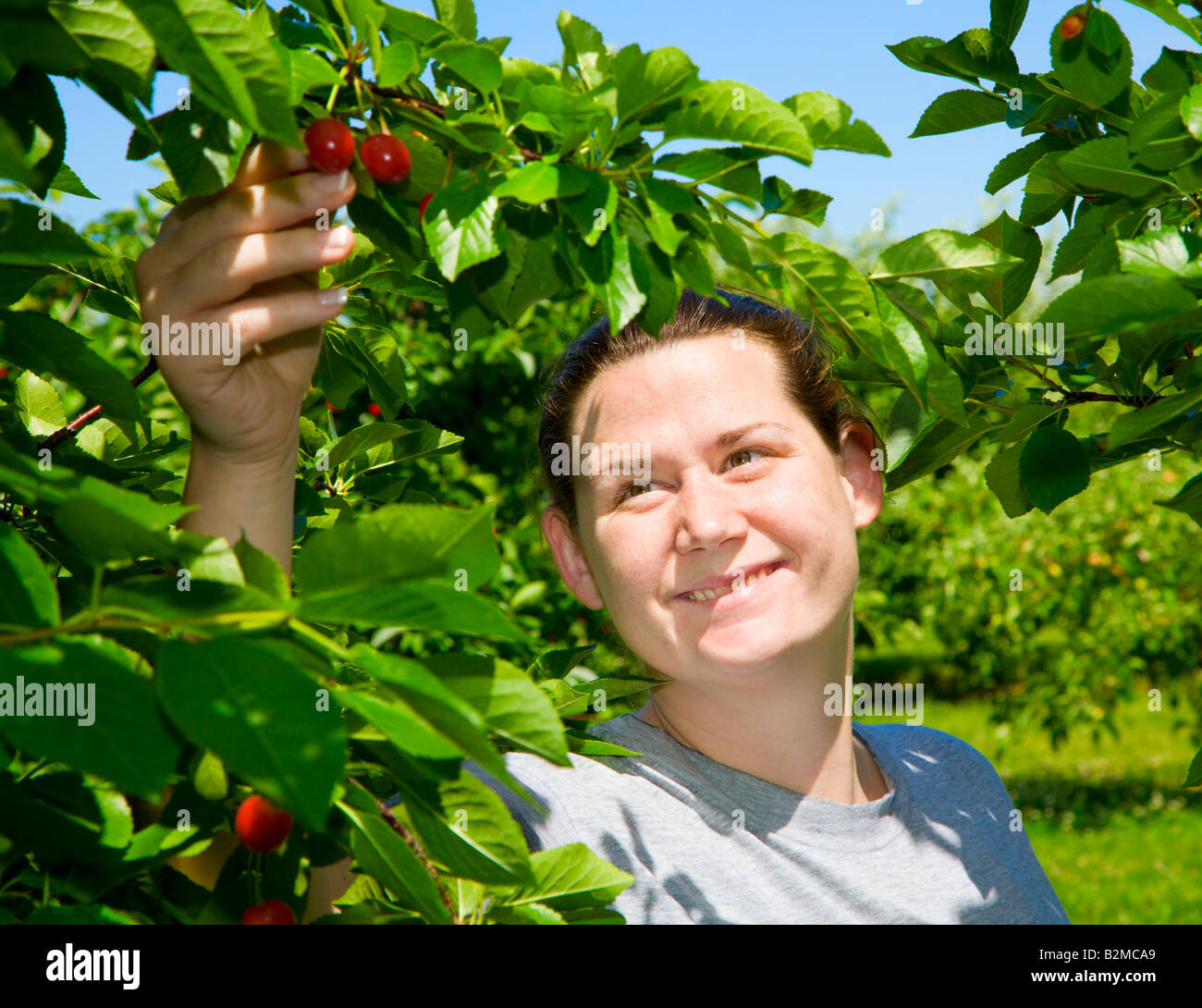 Cherries trees hi-res stock photography and images - Alamy