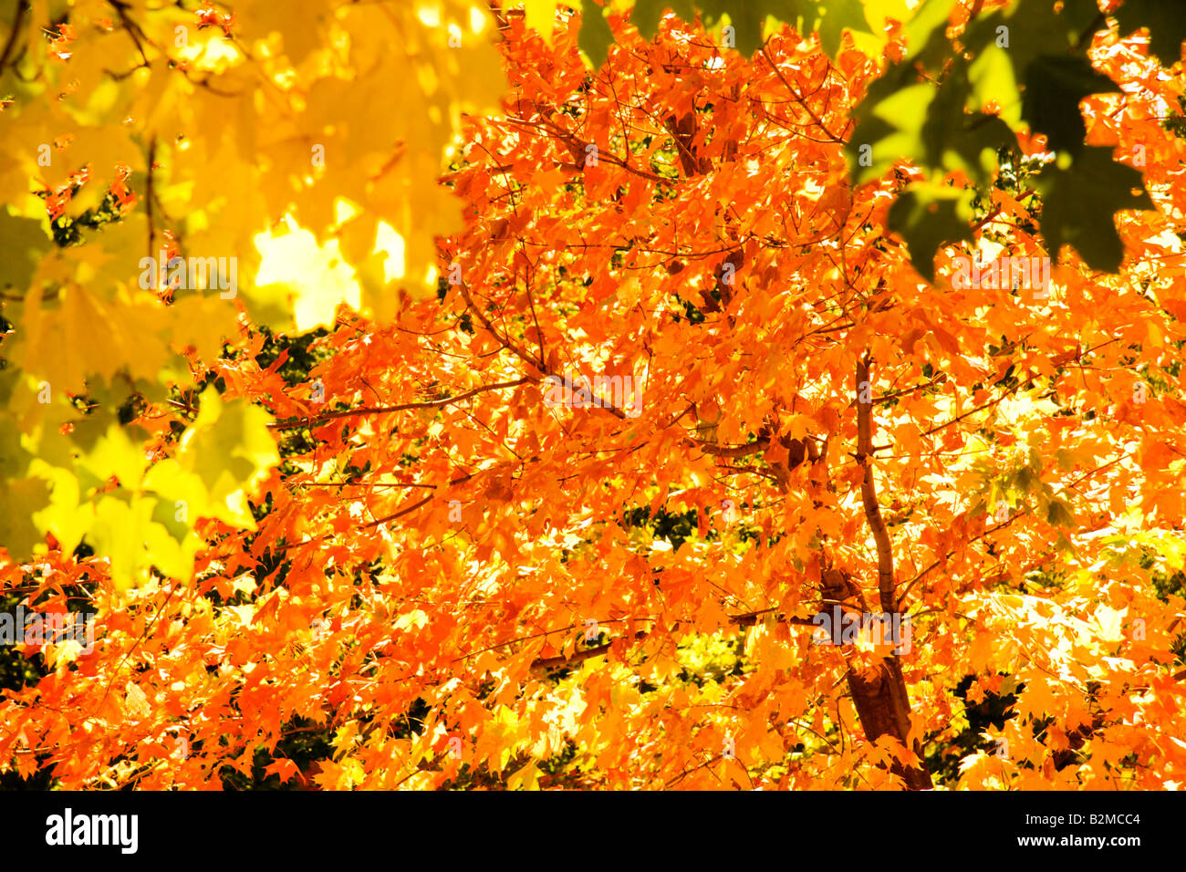 Beautiful autumn colors autumn hi-res stock photography and images - Alamy