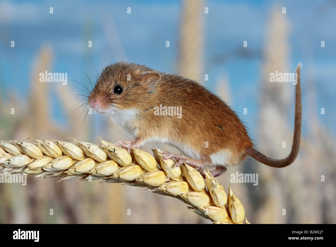 Harvest mouse Micromys minutus Potton Bedfordshire Stock Photo - Alamy