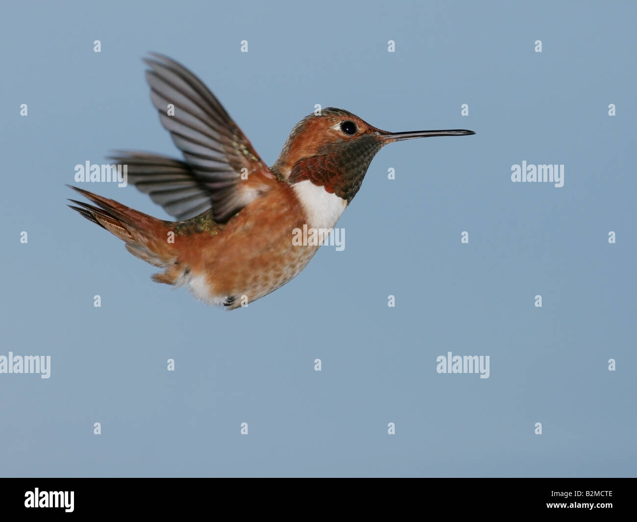 Hummingbird in flight Stock Photo - Alamy