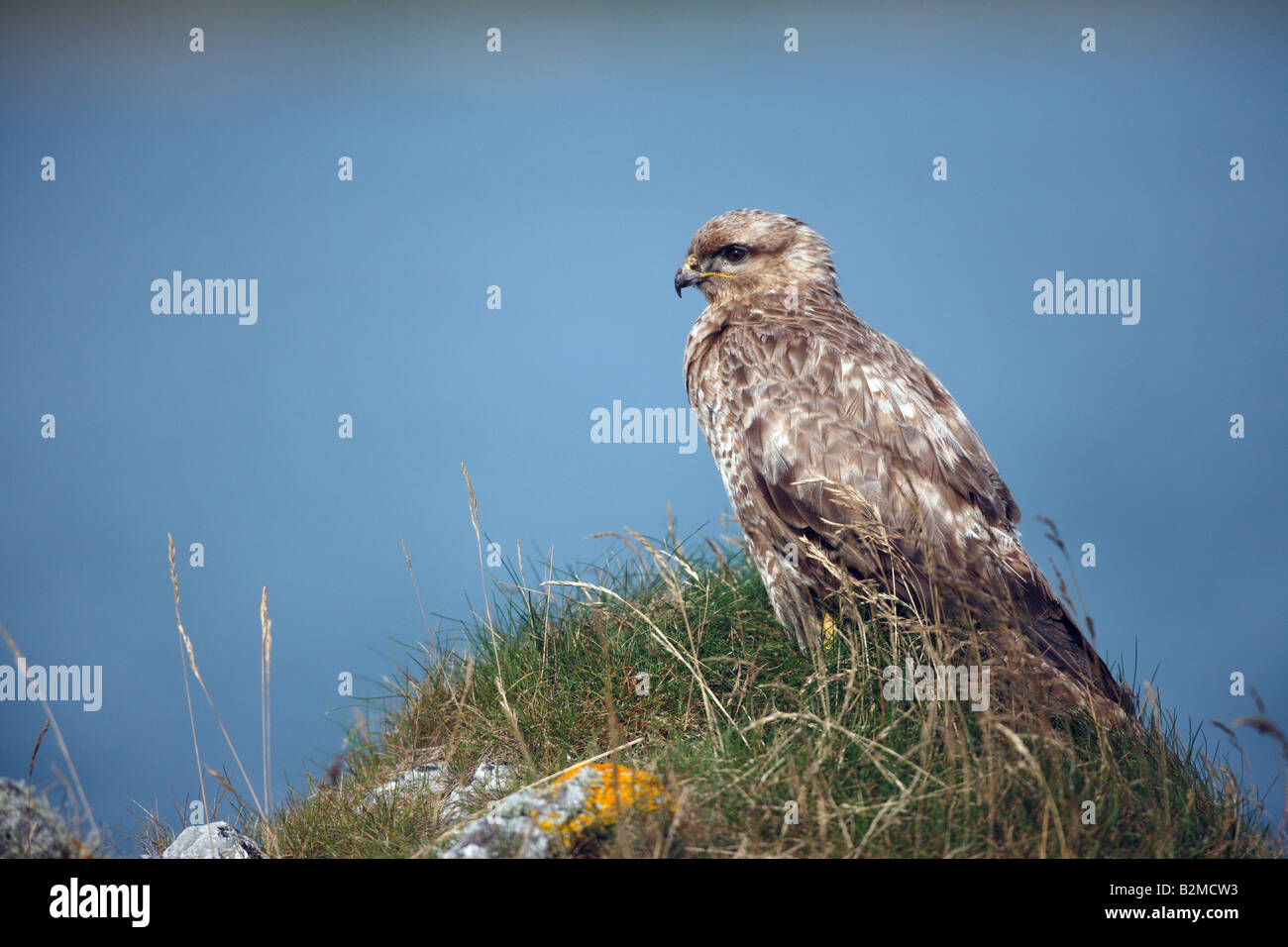 Young buzzard hi-res stock photography and images - Alamy